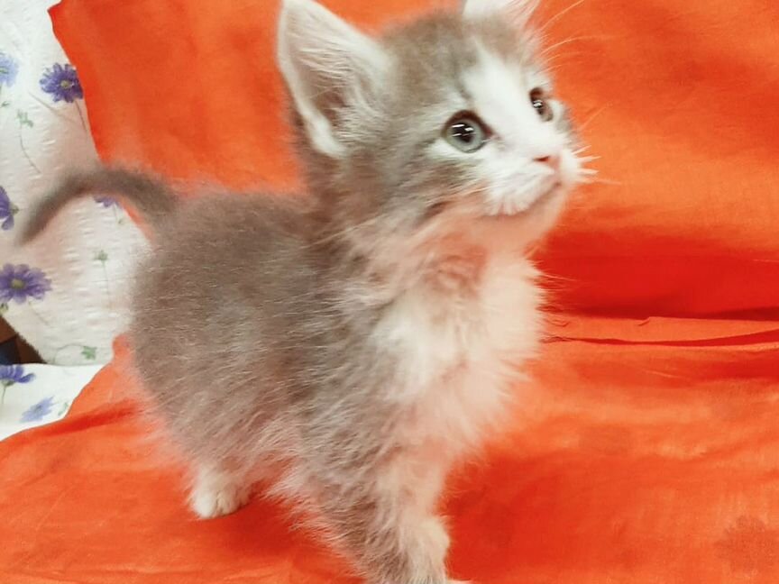 Нежная малышка ищет дом