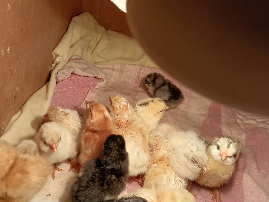 Куриные и индоутки цыплята