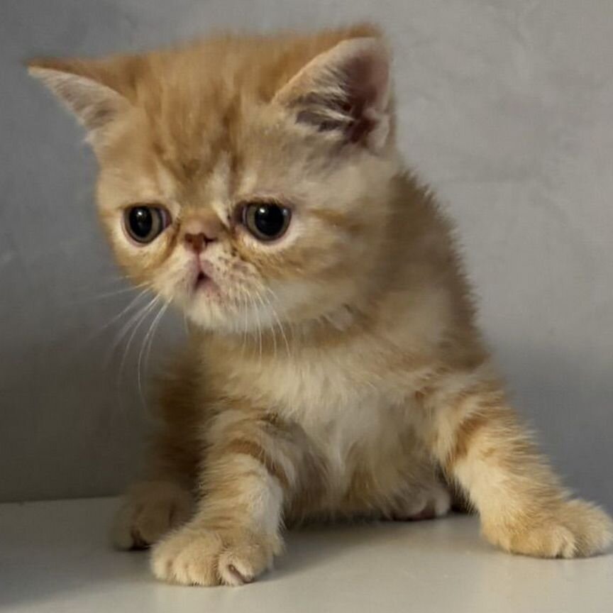 Экзотический короткошёрстный котёнок