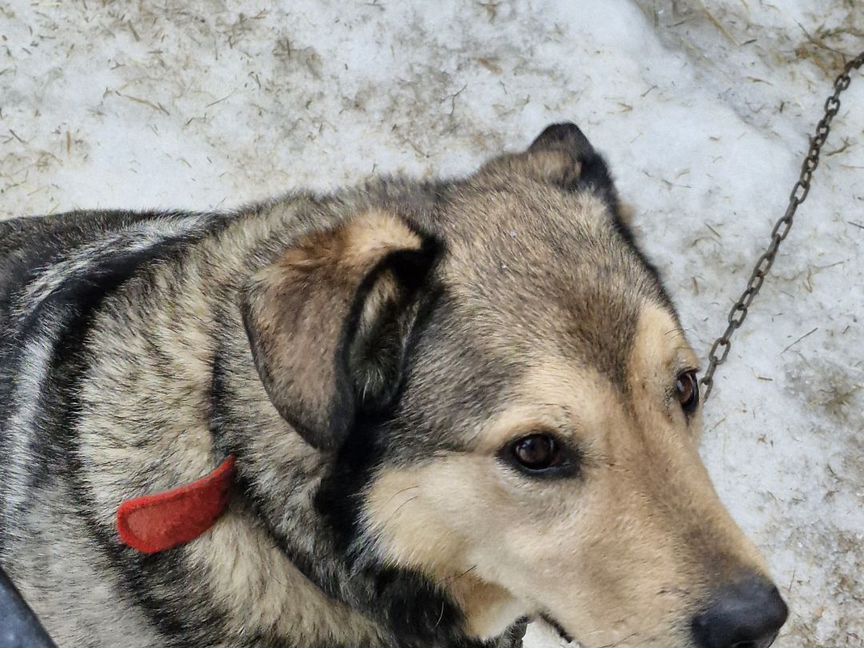 Собаки бесплатно