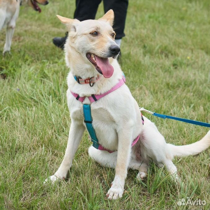 Это белоснежное чудо мечтает попасть домой