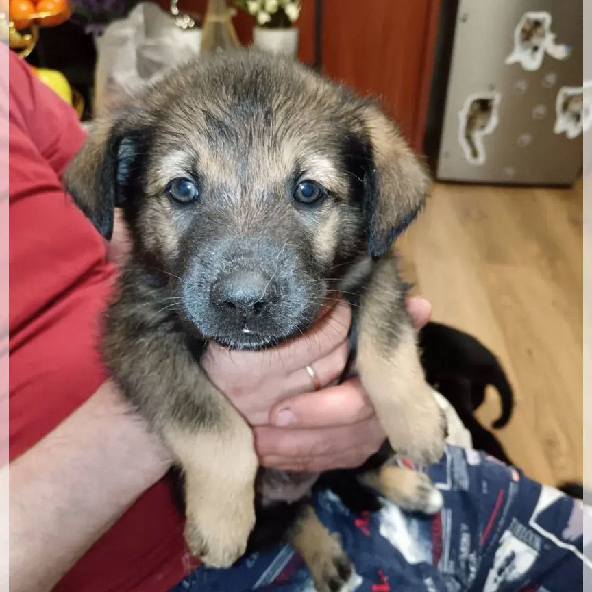 Щенок в добрые руки