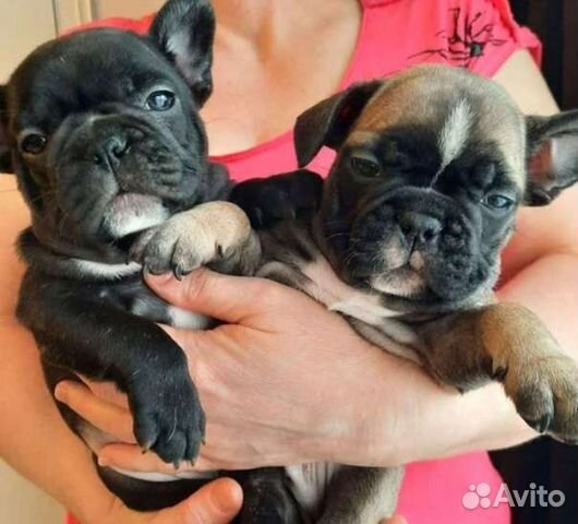 Французский бульдог щенки