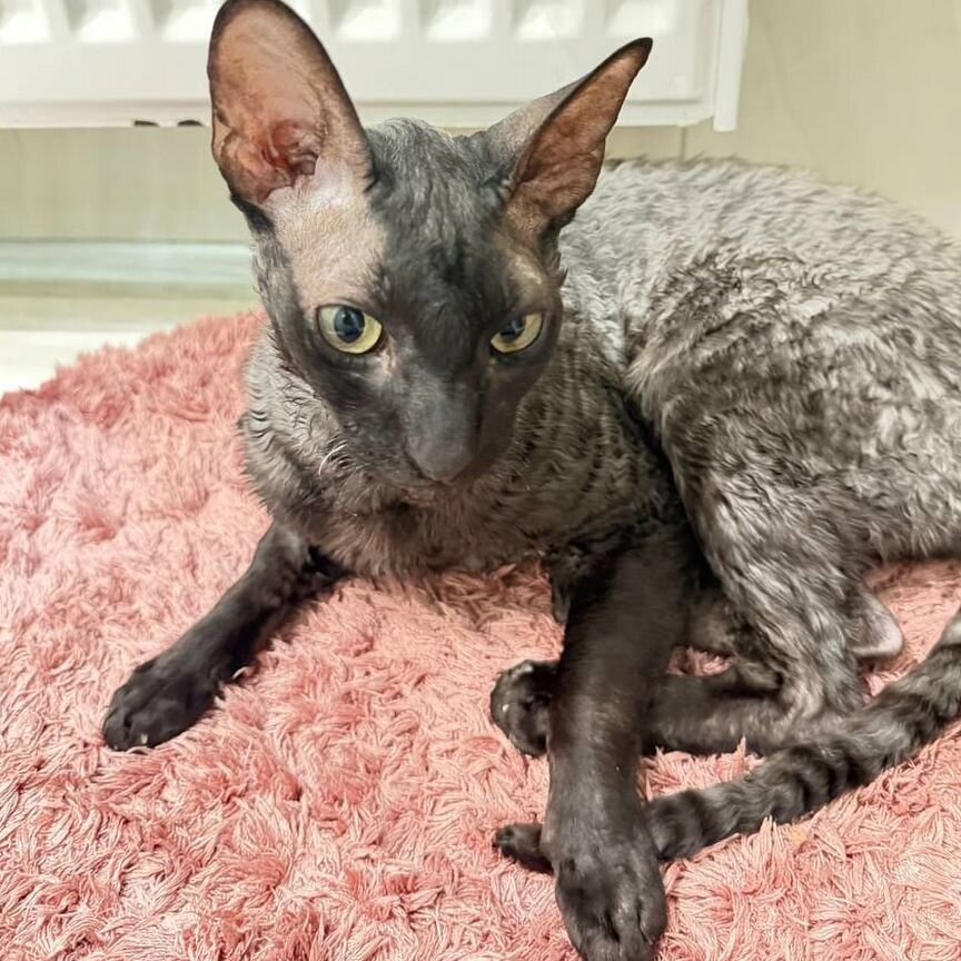 Корниш-рекс, взрослая кошка