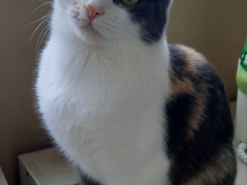 Кошечка трехцветочка