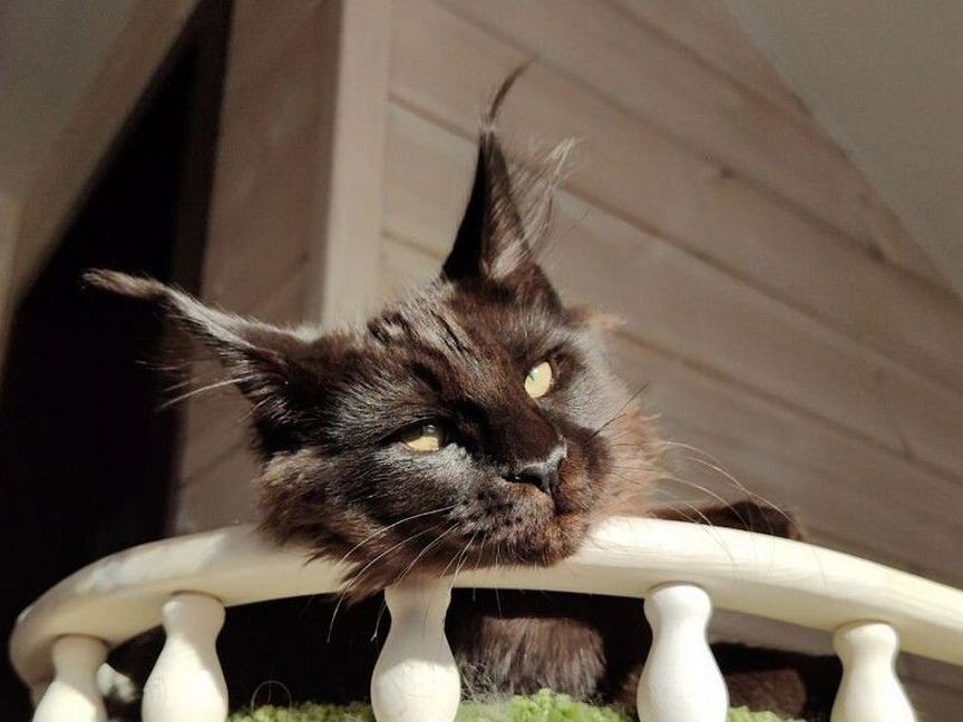 Шикарный котенок мейн кун с огромными кисточками