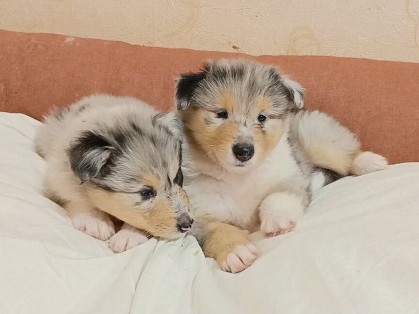 Колли для сердца и души