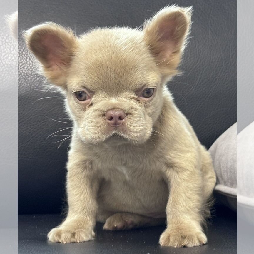 Французский бульдог, щенок