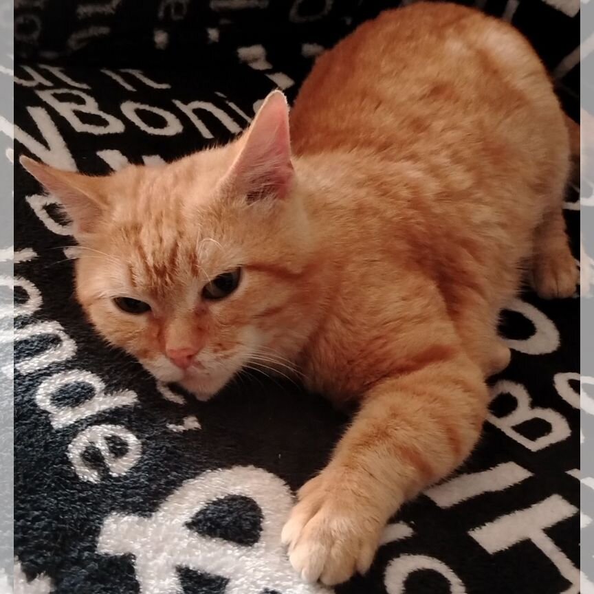 Котик в дар
