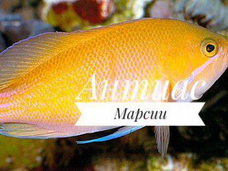 Антиас Марсии, XL(морская рыбка в наличии)