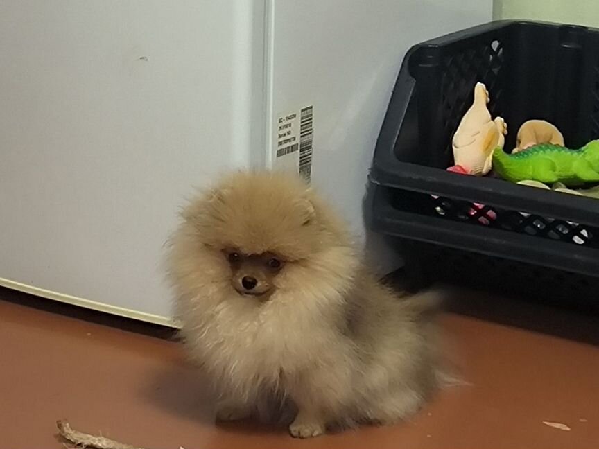 Померанка мини