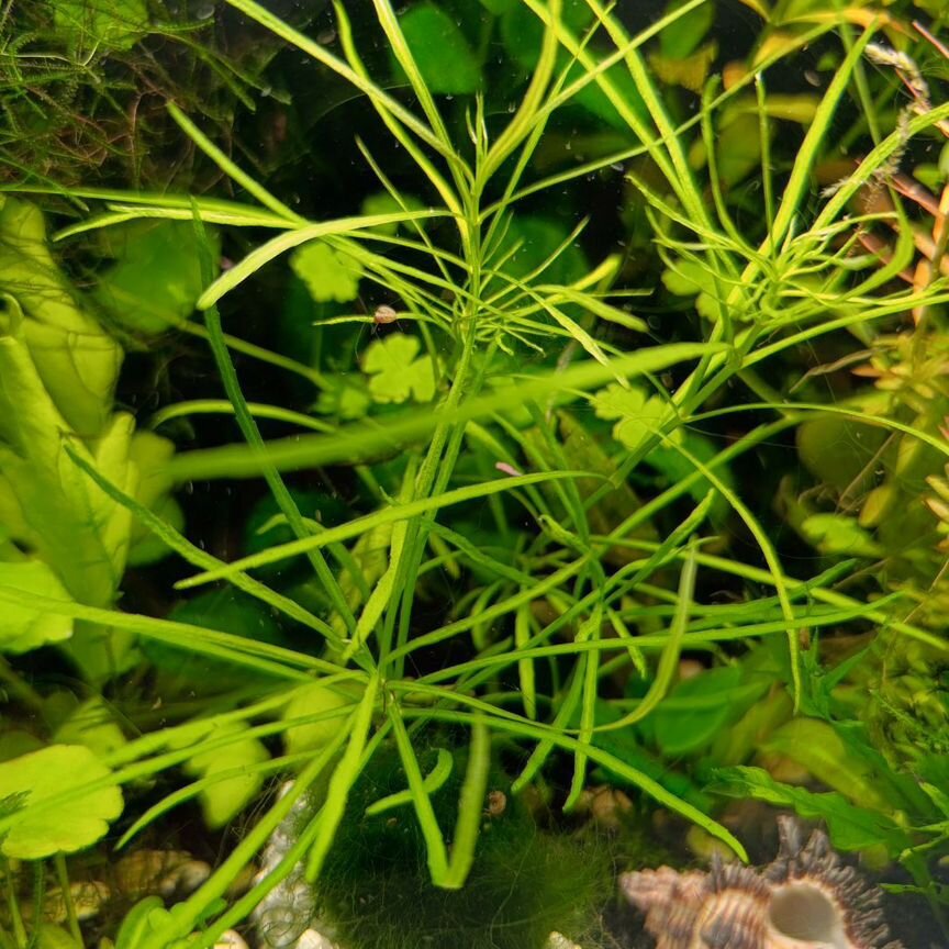 Погостемон октопус