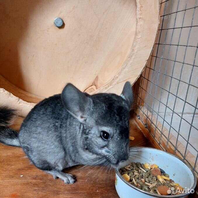 Шиншилла дев. 6 мес