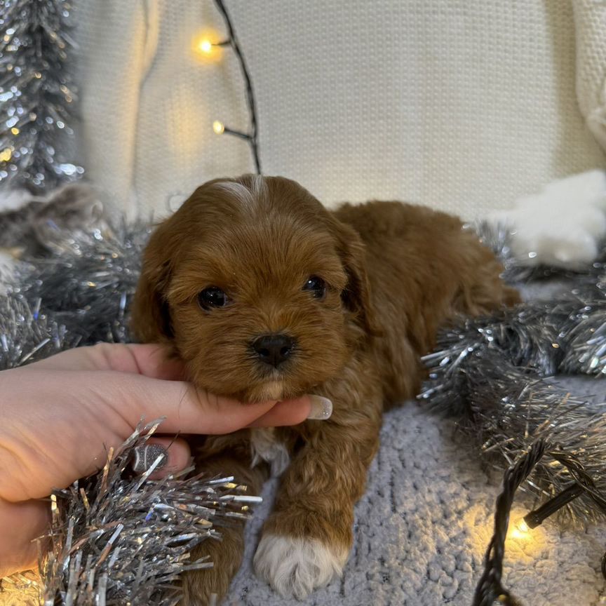 Кавапу мальчик