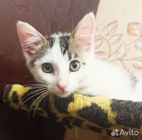 Котёнок Ясик