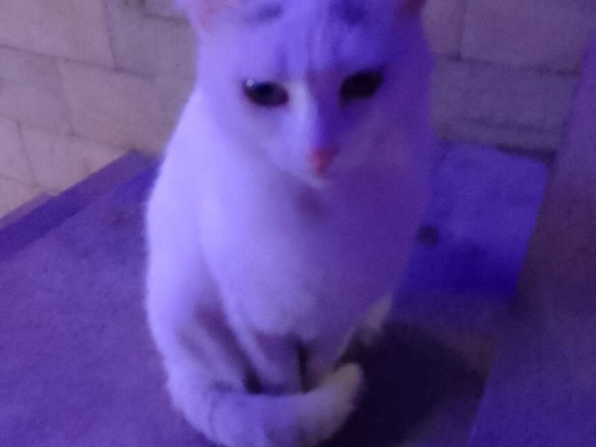 Кошка блогер