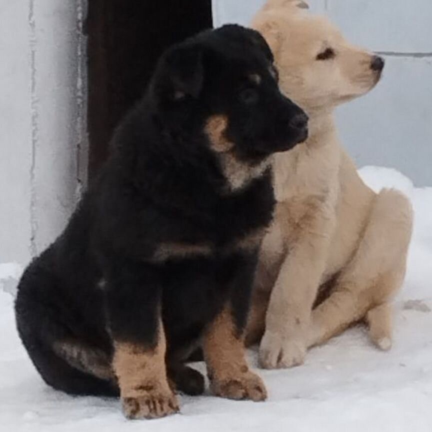 Щенок в добрые руки