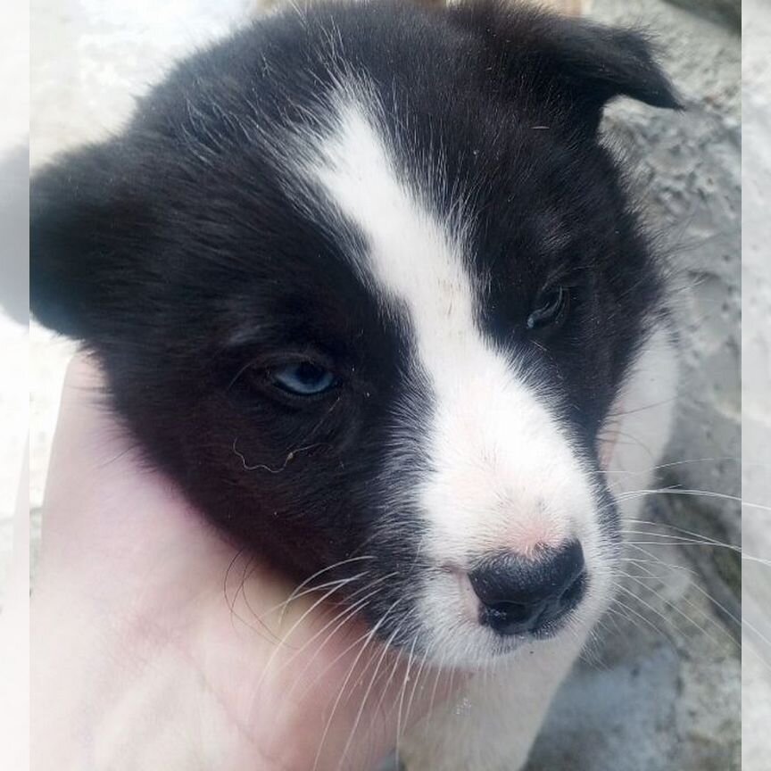 Отдам в добрые руки