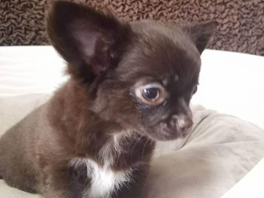 Чихуахуа девочка шоколадка РКФ