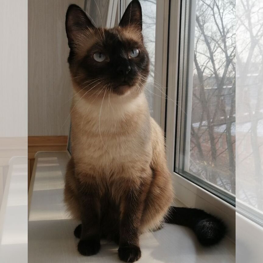 Отдам в добрые руки сиамский кот, кастрирован, 2 г