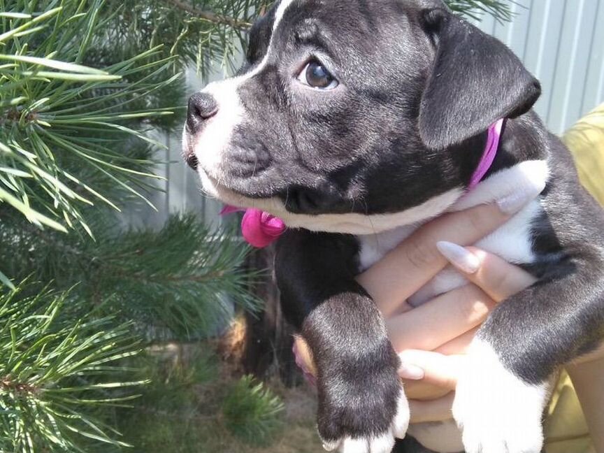 Щенок американский булли