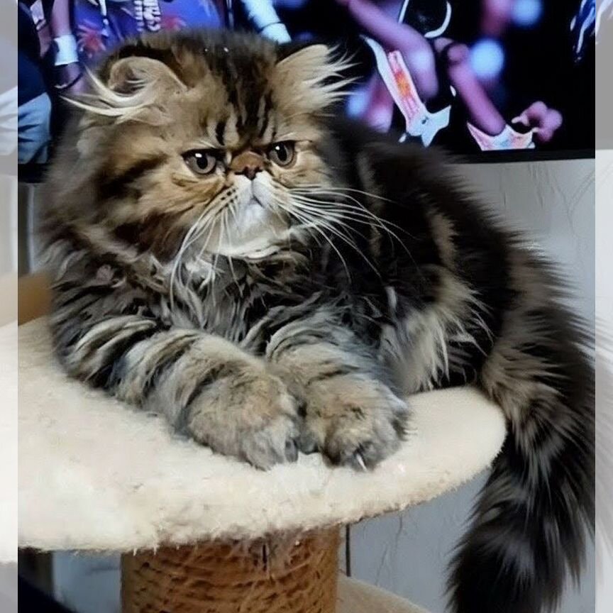 Экзотический короткошёрстный котёнок