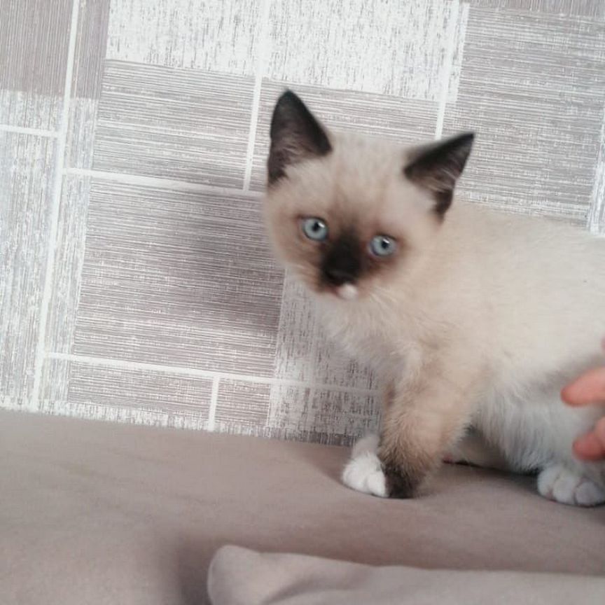 Котенок в добрые руки