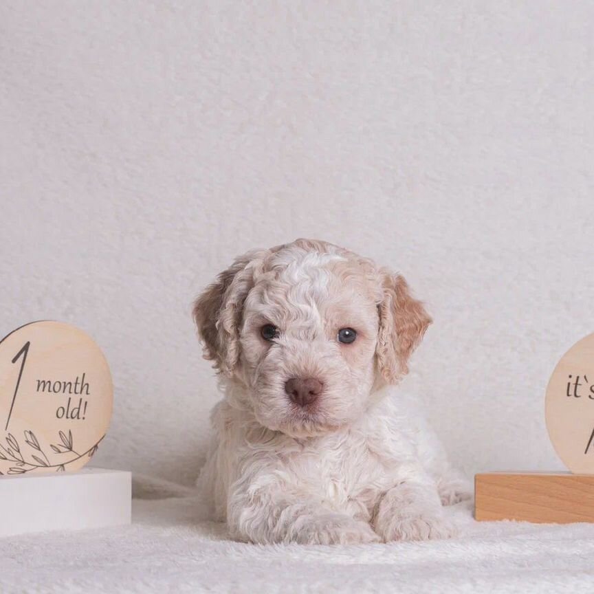 Мальчик лаготто романьоло