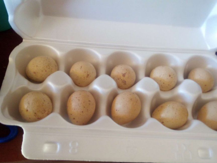 Инкубационное яйцо кекликов и разных кур несушек