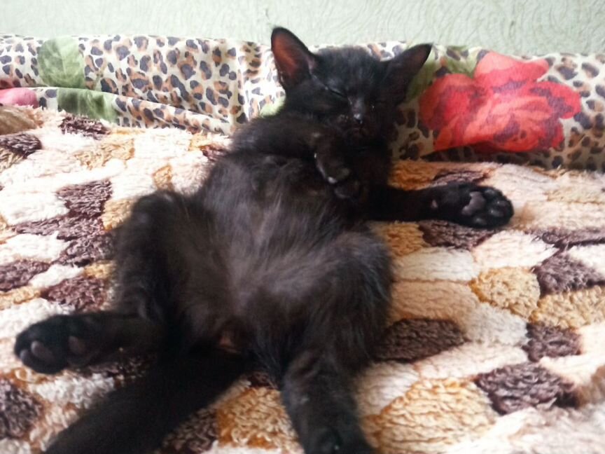 Кошка в дар