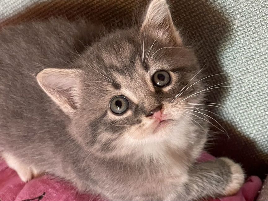 Котенок в добрые руки