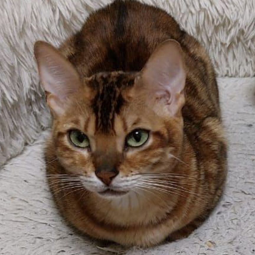 Бенгальская кошка отдам