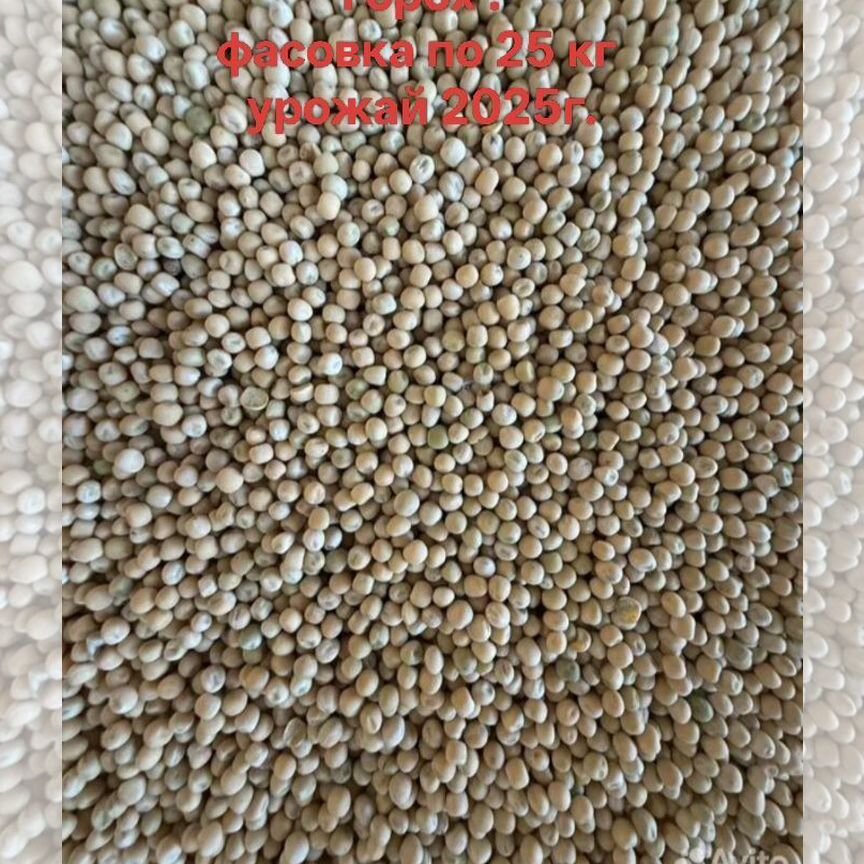 Горох кормовой