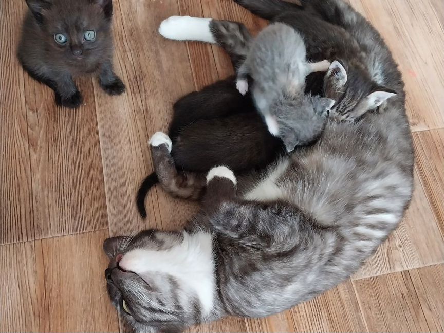 Отдадим наимилейших котят
