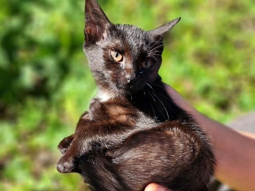 Котенок в добрые руки