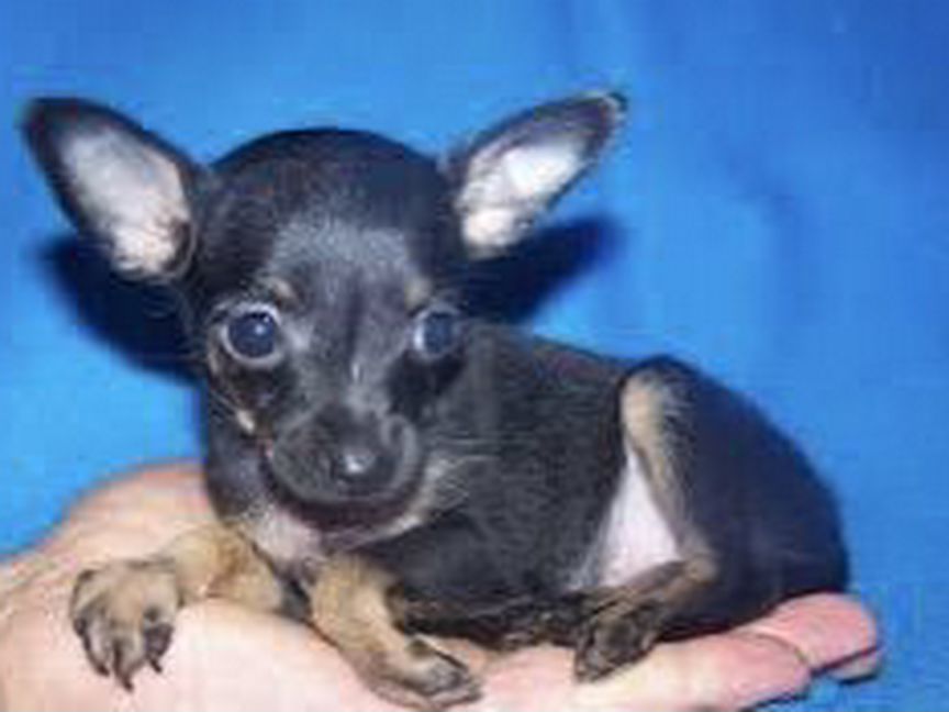 Мини той-терьер