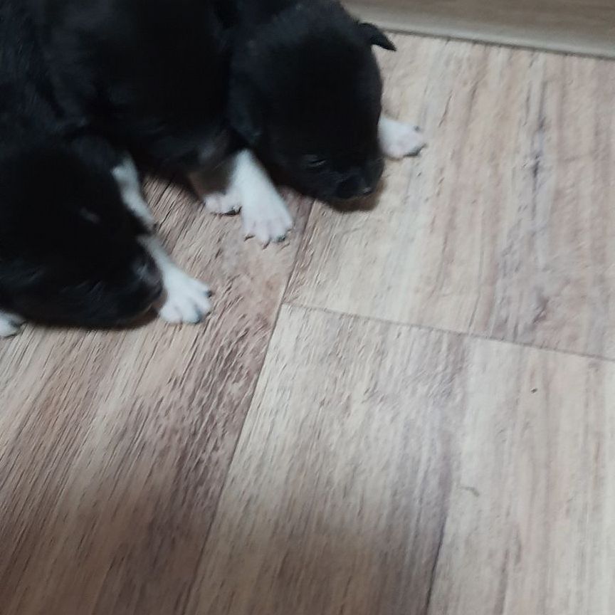 Готовятся к продаже щенки Рел родились 18.08.24