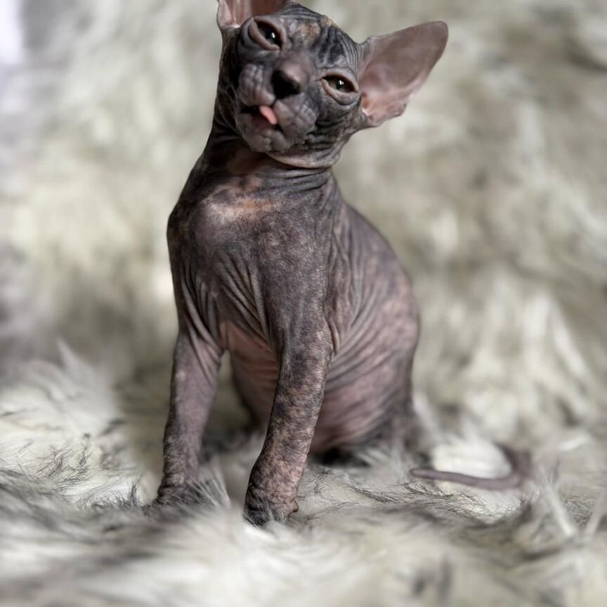 Донской сфинкс котята