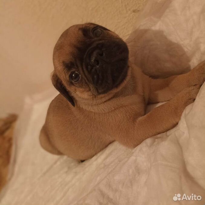 Мопсик щенок мальчик