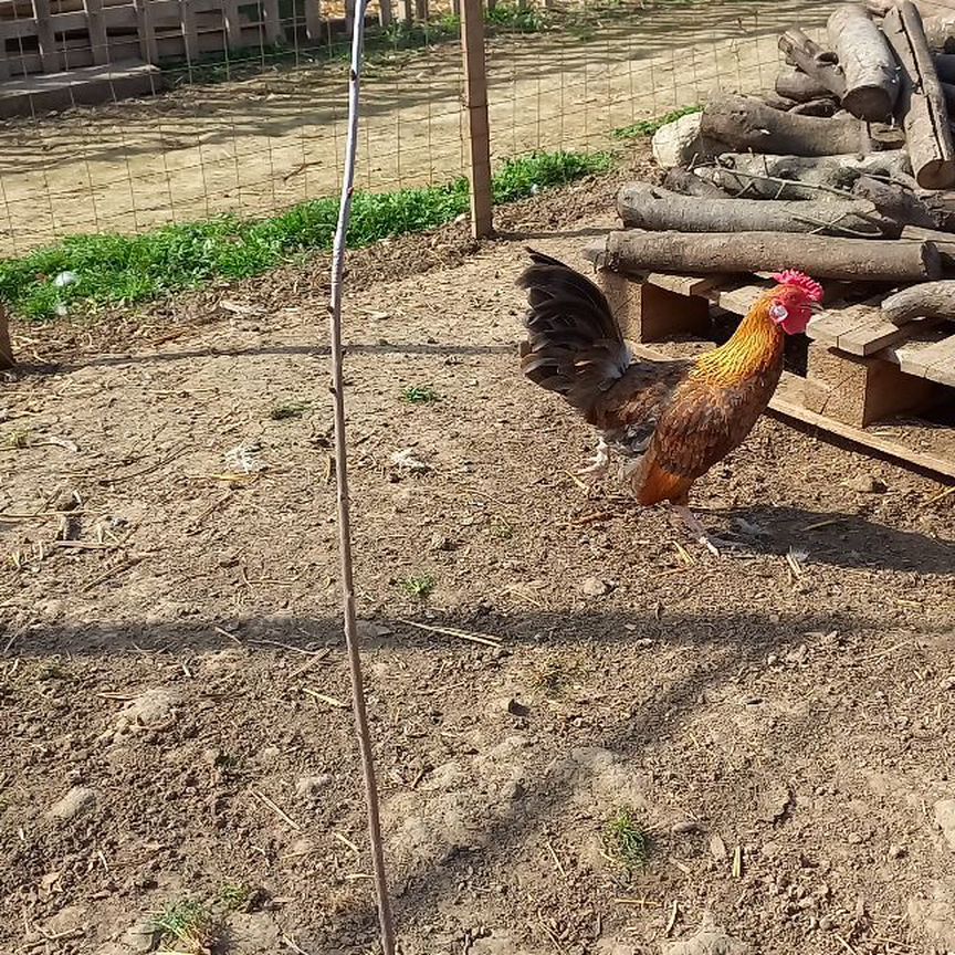 Карликовый петушок