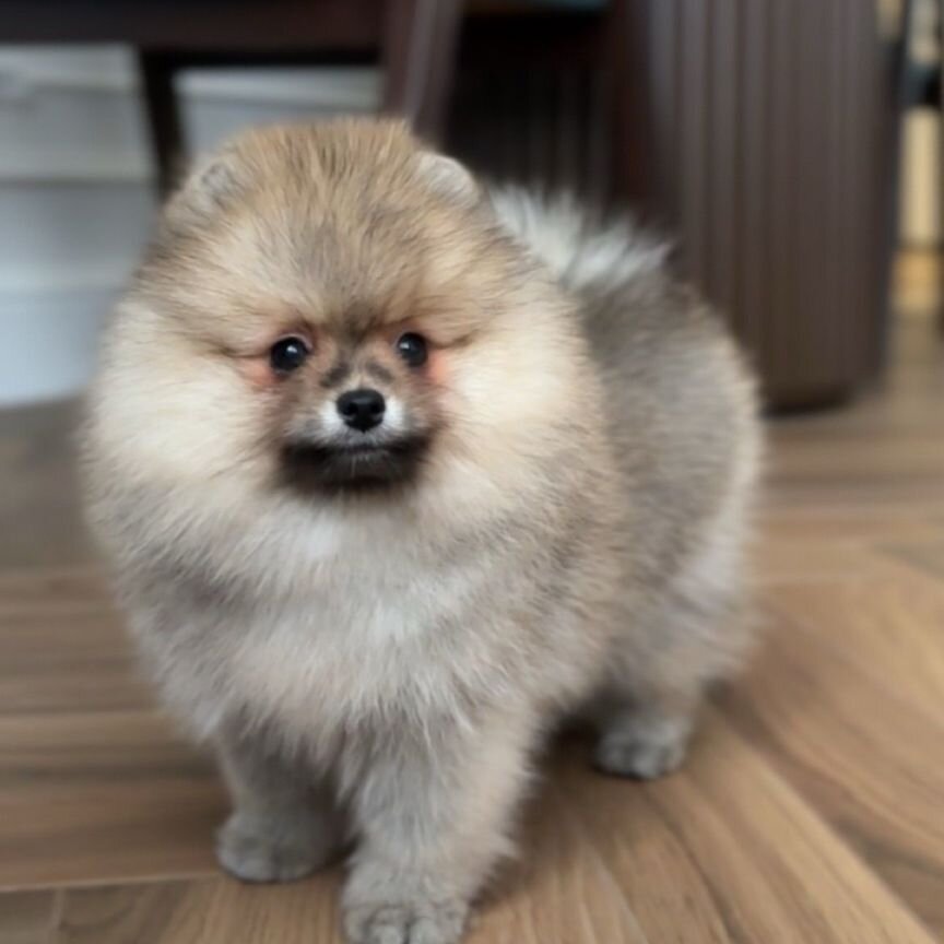 Померанский шпиц тип мишка