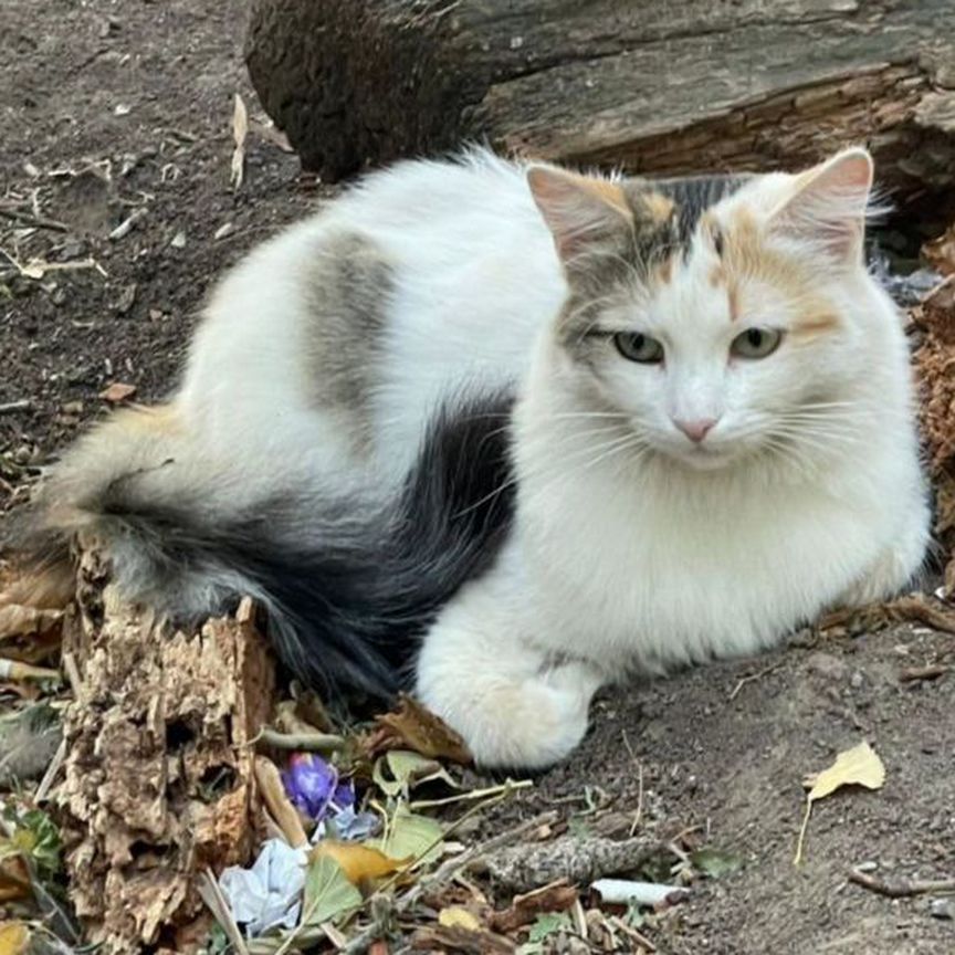 Домашний приют, кошка сиротка