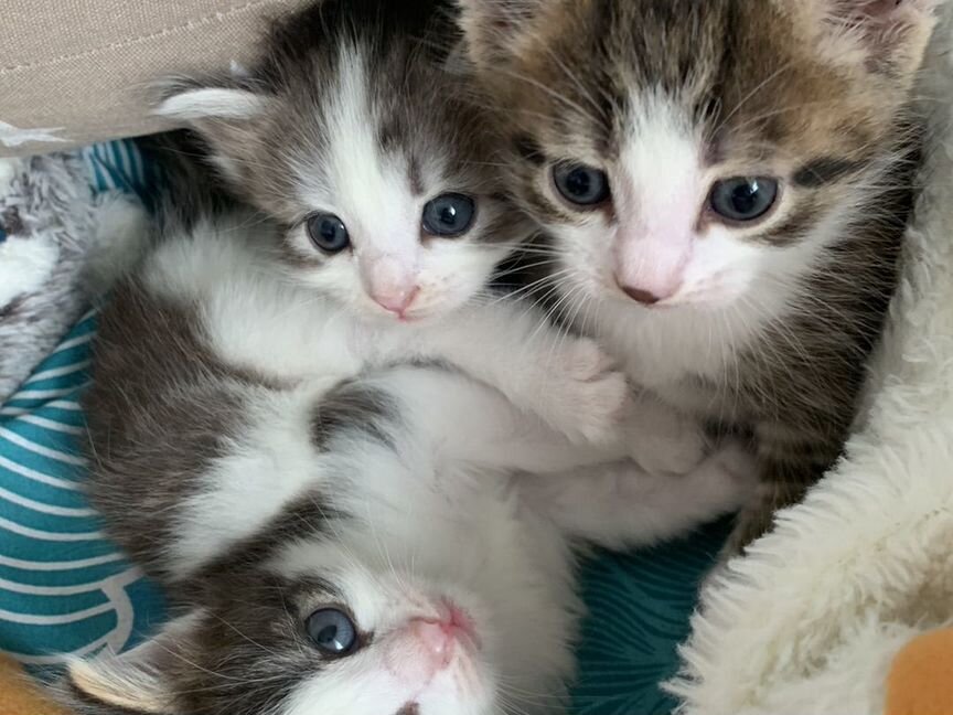 Сибирские котята в добрые руки