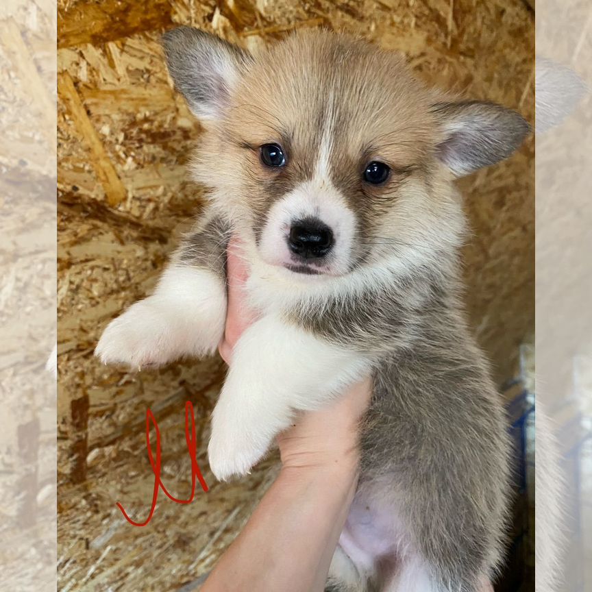 Вельш Корги Пемброк, щенок