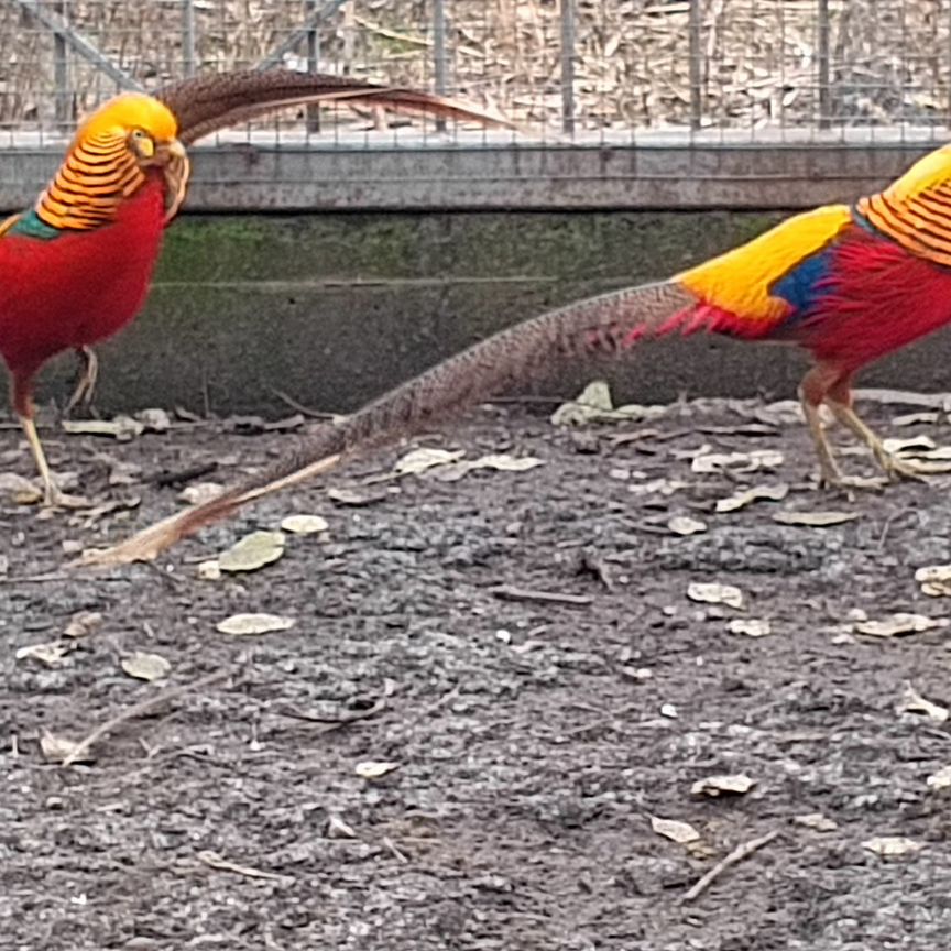 Продам фазанов и декоративных уток