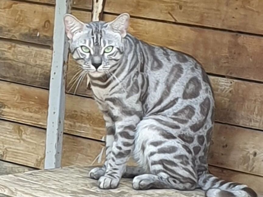 Бенгальская кошка уголь серебро