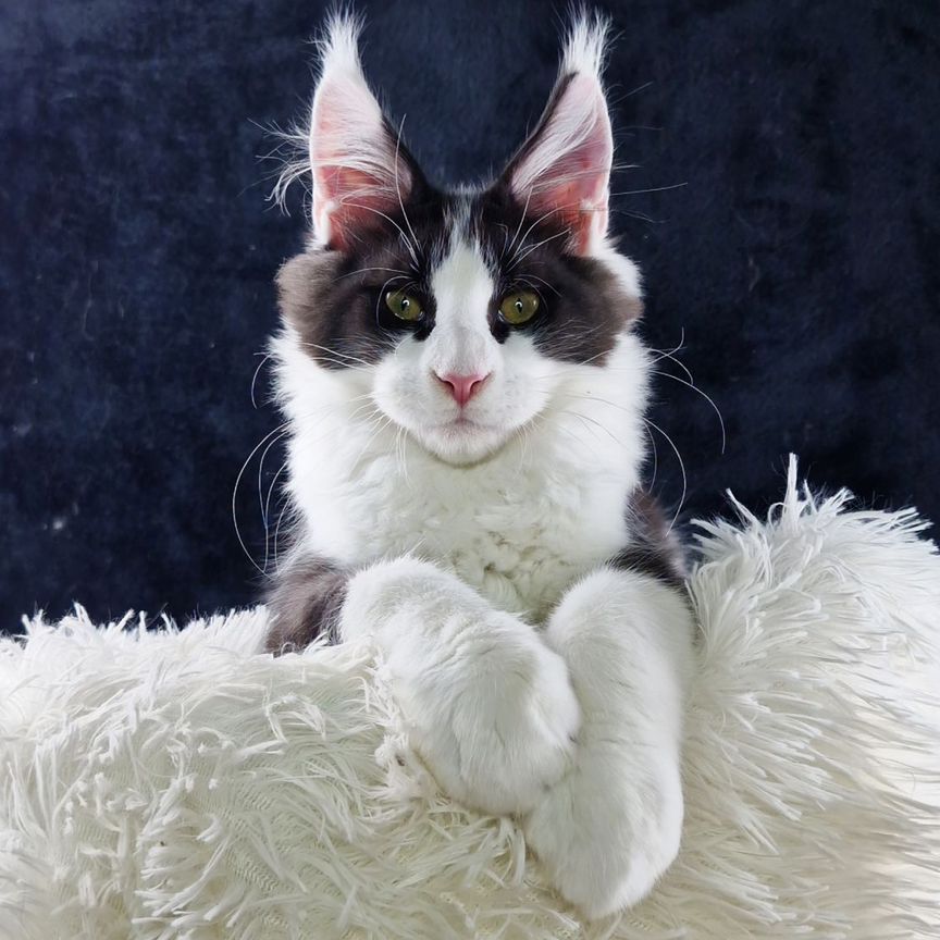 Мейн-кун котёнок