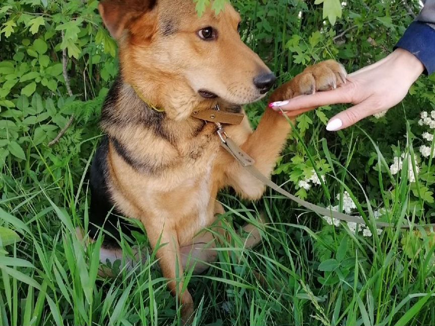 Хуч из приюта в поисках дома
