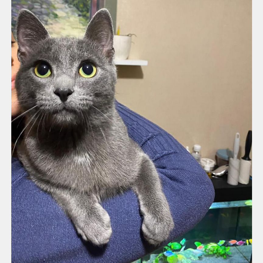 Русская голубая мальчик 6 мес