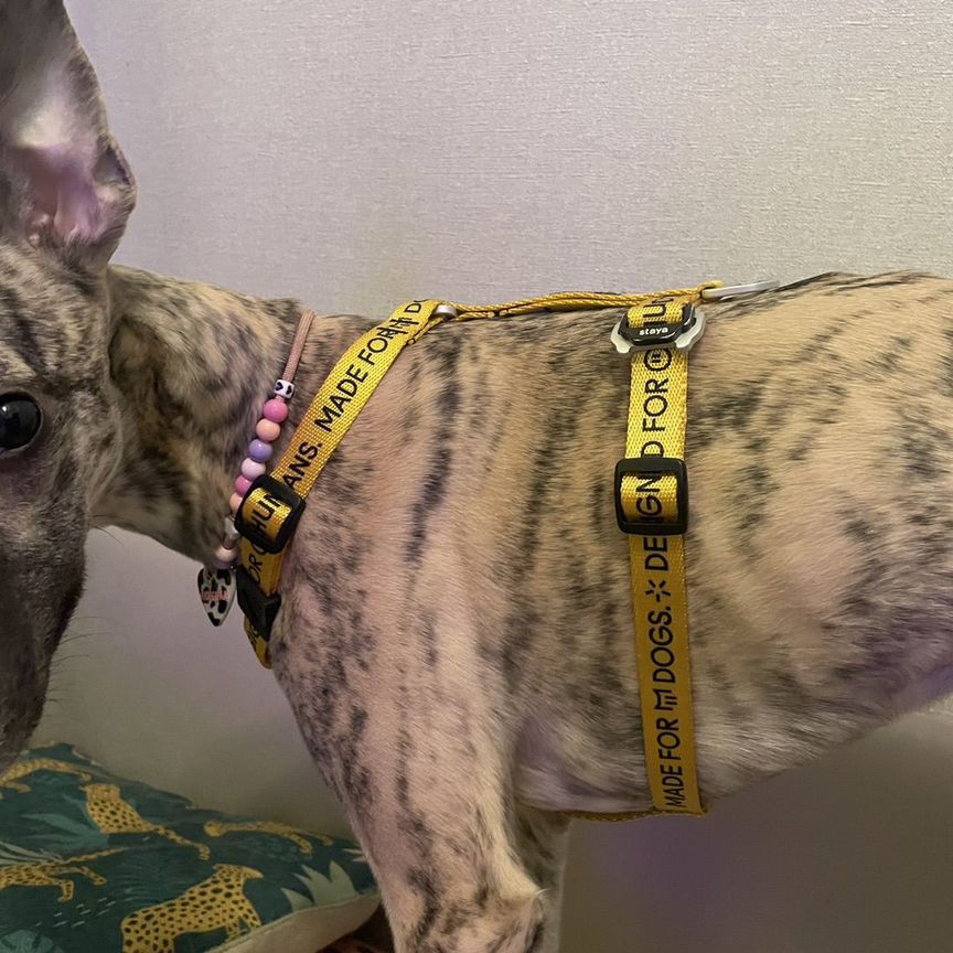 Анатомическая шлейка staya стая